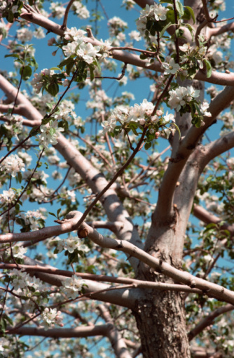 My Weeping Cherry Tree Is Not Blooming Hunker my-weeping-cherry-tree-is-not-blooming-hunker