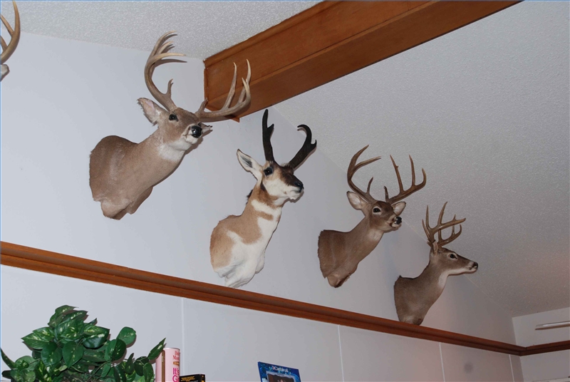 How To Hang A Deer Mount Gone Outdoors Your Adventure Awaits