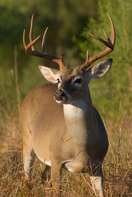 How To Clean A Deer Gone Outdoors Your Adventure Awaits