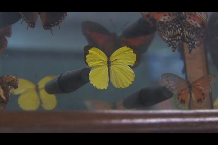 Video How Long Does A Butterfly Stay In A Chrysalis Cocoon EHow video-how-long-does-a-butterfly-stay-in-a-chrysalis-cocoon-ehow