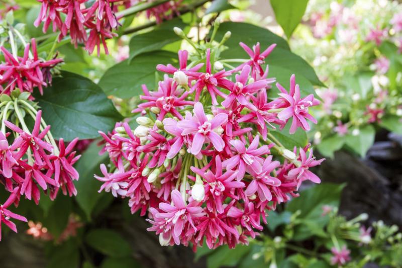 Names Of Climbing Plants EHow Names Of Climbing Plants EHow
