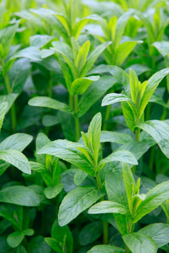 Identification of the Mint Plant | Hunker