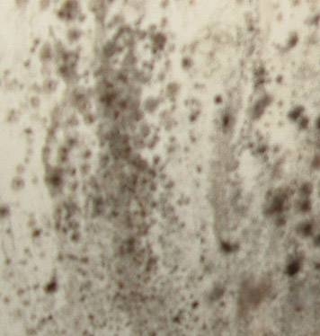 How To Identify Black Mold - www.inf-inet.com