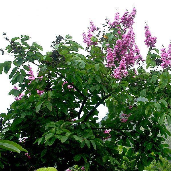 What Is Banaba Leaf? | Garden Guides