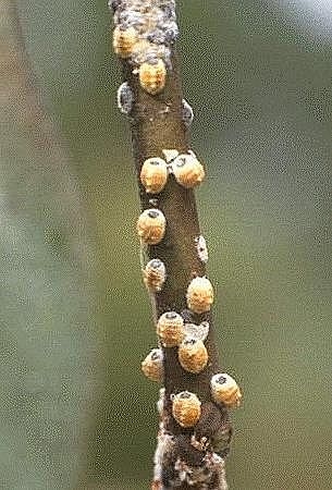 How to Control Scale Insects | Garden Guides