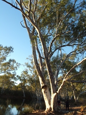 Information About Florida Eucalyptus Trees | Garden Guides