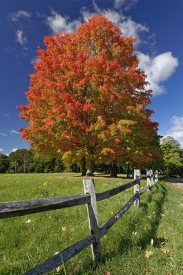 How to Grow Red Maples From Seed | Garden Guides