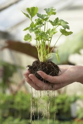 Yellow Root Plant Identification