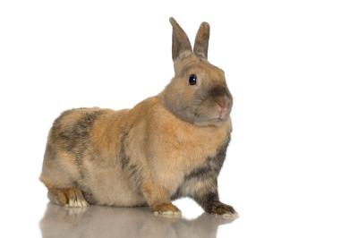 Calico Kittens Personality & Training (with Pictures) | eHow