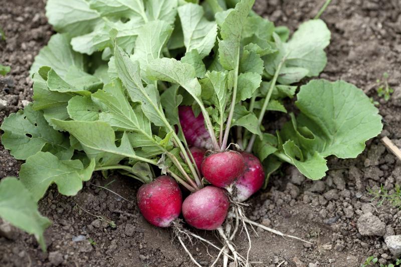 Stages of Radish Growth | eHow